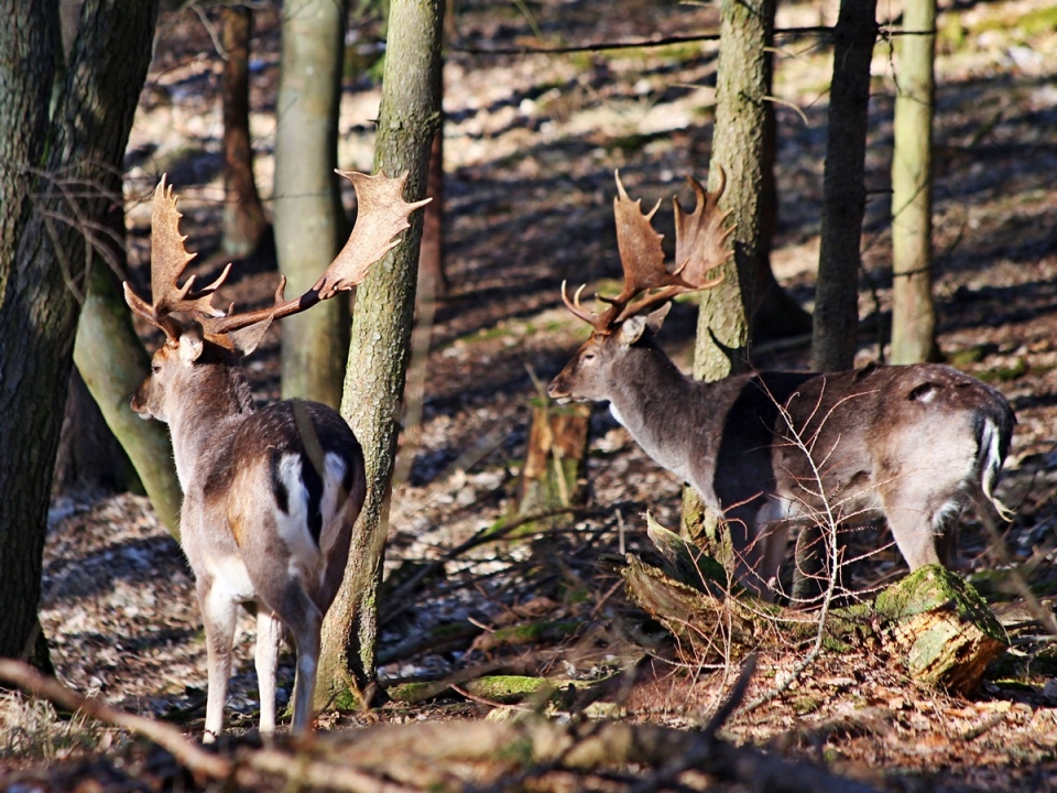 Fallow deer - Projekt Roadkill - Citizen Science